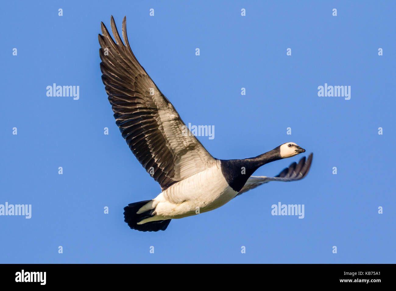 Barnacle Goose (Branta leucopsis) in flight, The Netherlands, Friesland ...