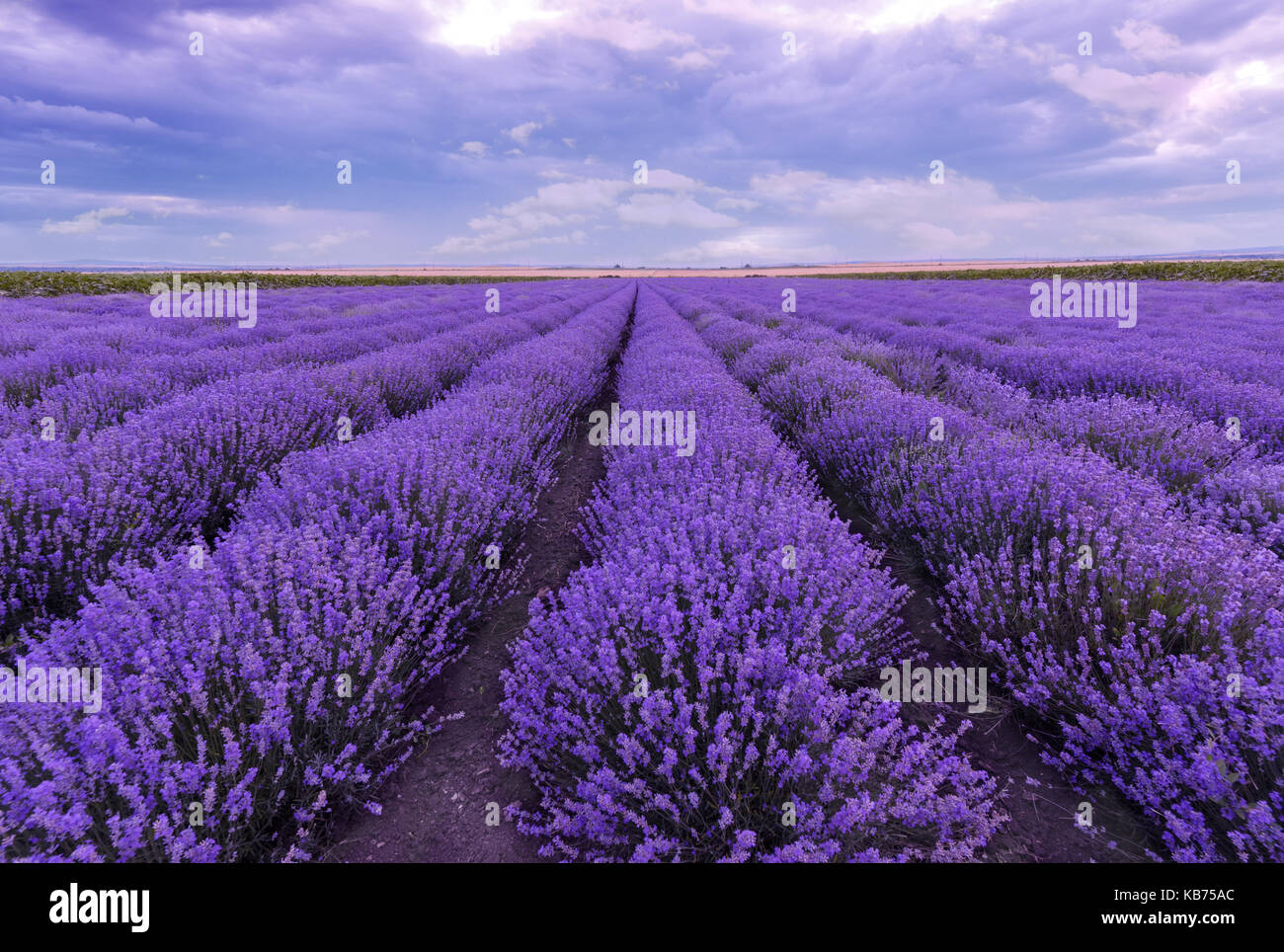Lavander field. Magic Lavender field with blooming lavender in Bulgaria ...