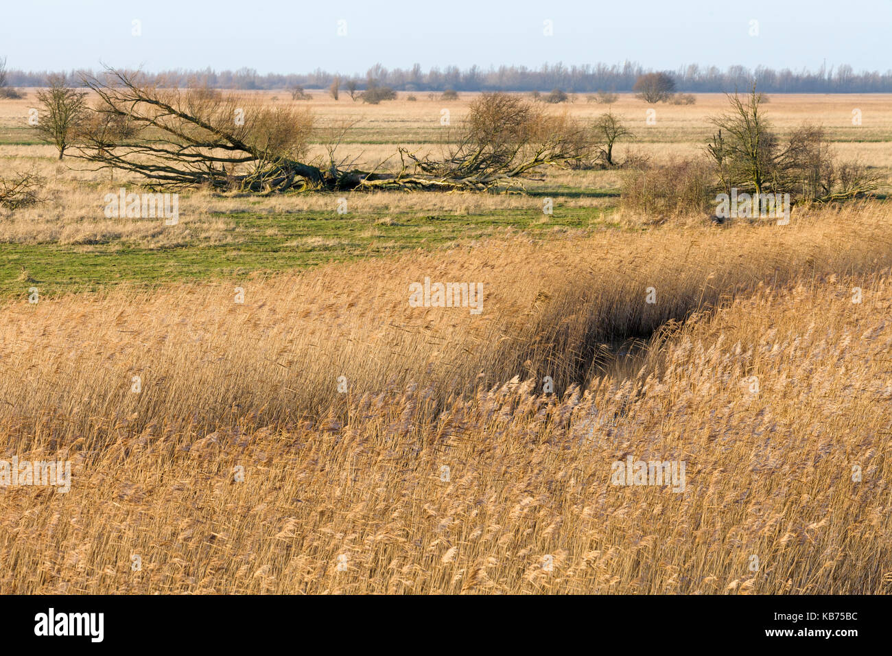 Large marsh plain with Common Reed (Phragmites australis), The ...