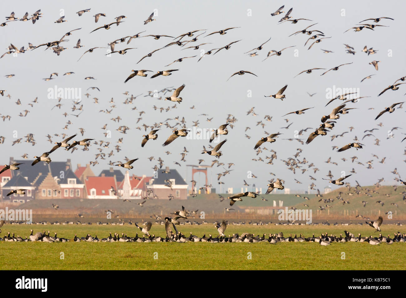 Group of Barnacle Geese (Branta leucopsis) landing in Dutch polder ...