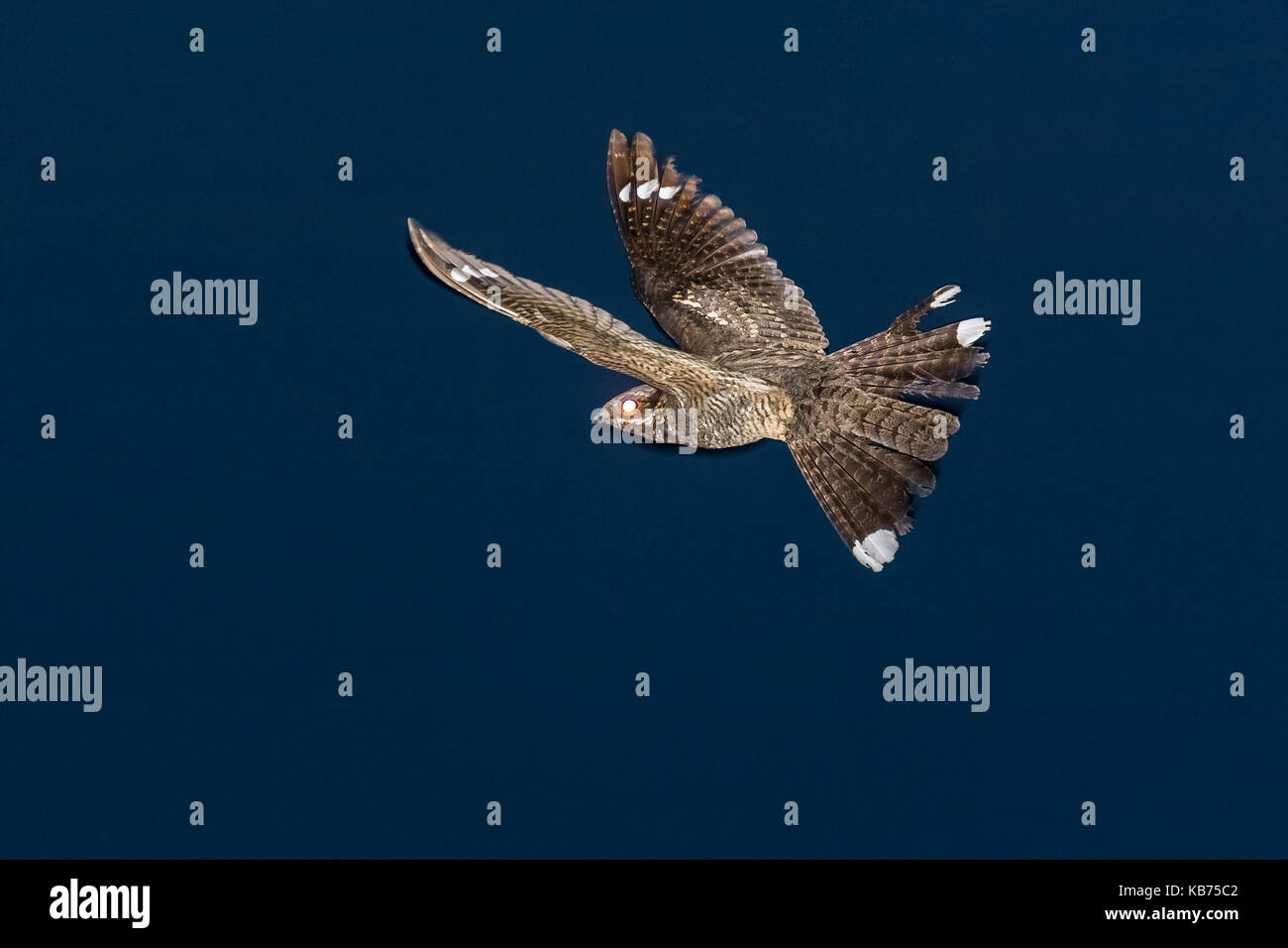 European Nightjar (Caprimulgus europaeus) in flight, The Netherlands ...