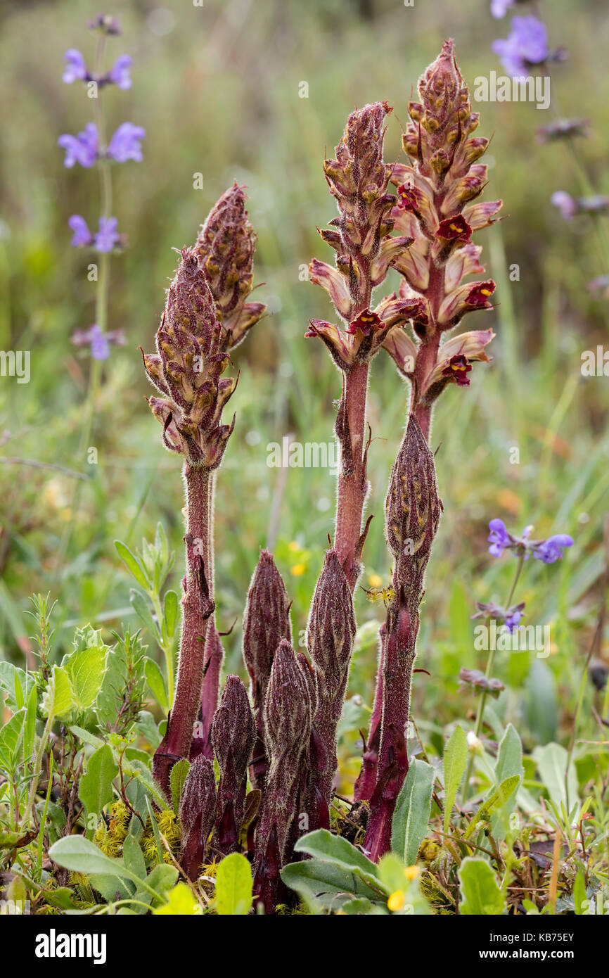 Broomrape (Orobanche sp.) flowering plants, Spain, Extremadura, Almaraz ...