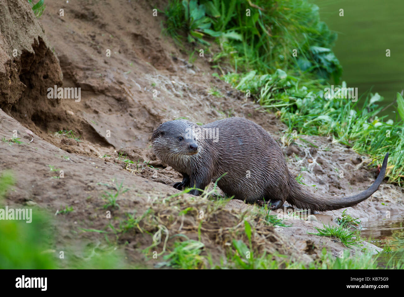 European River Otter (Lutra lutra) on riverside marking its territory ...