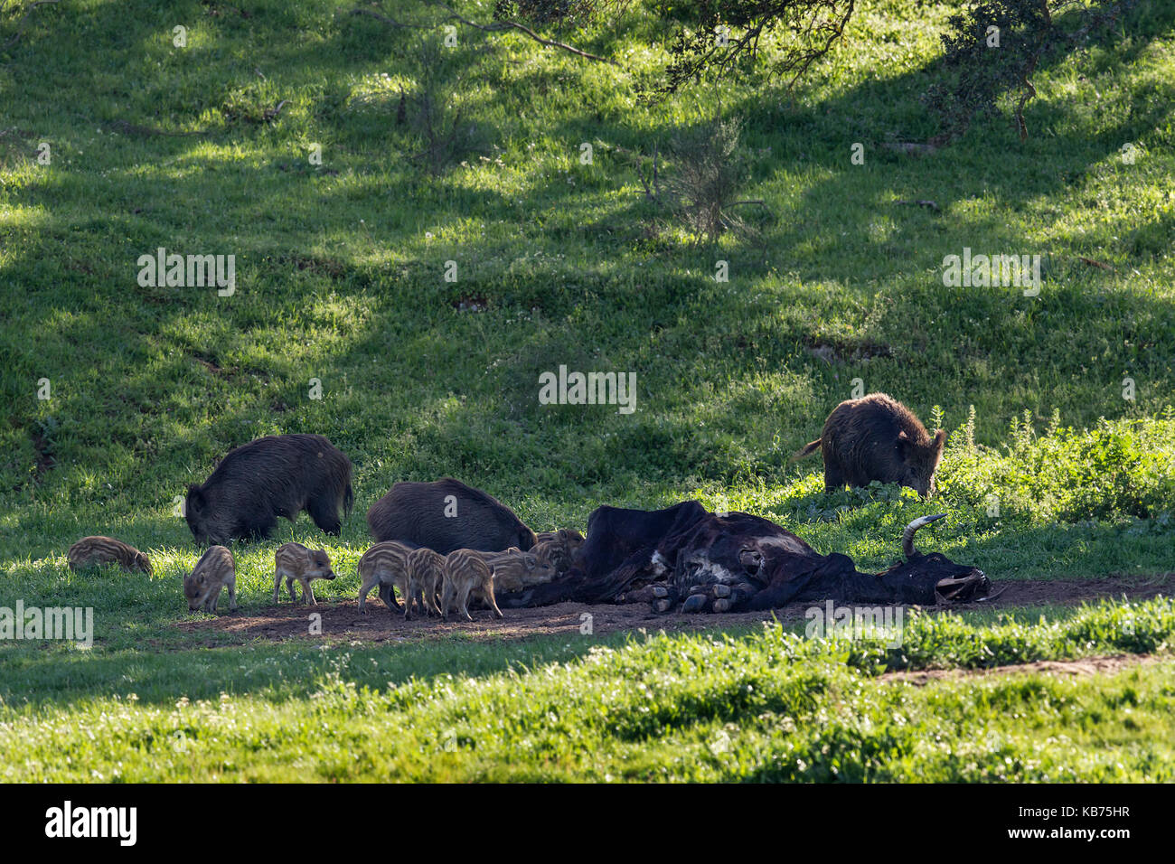 Group wild boars foraging near hi-res stock photography and images - Alamy