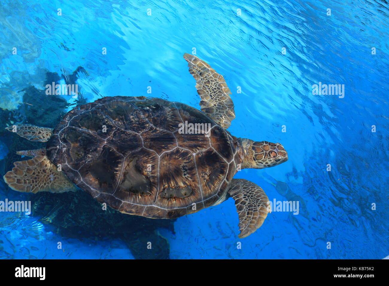 sea turtle swim in the pool Stock Photo - Alamy