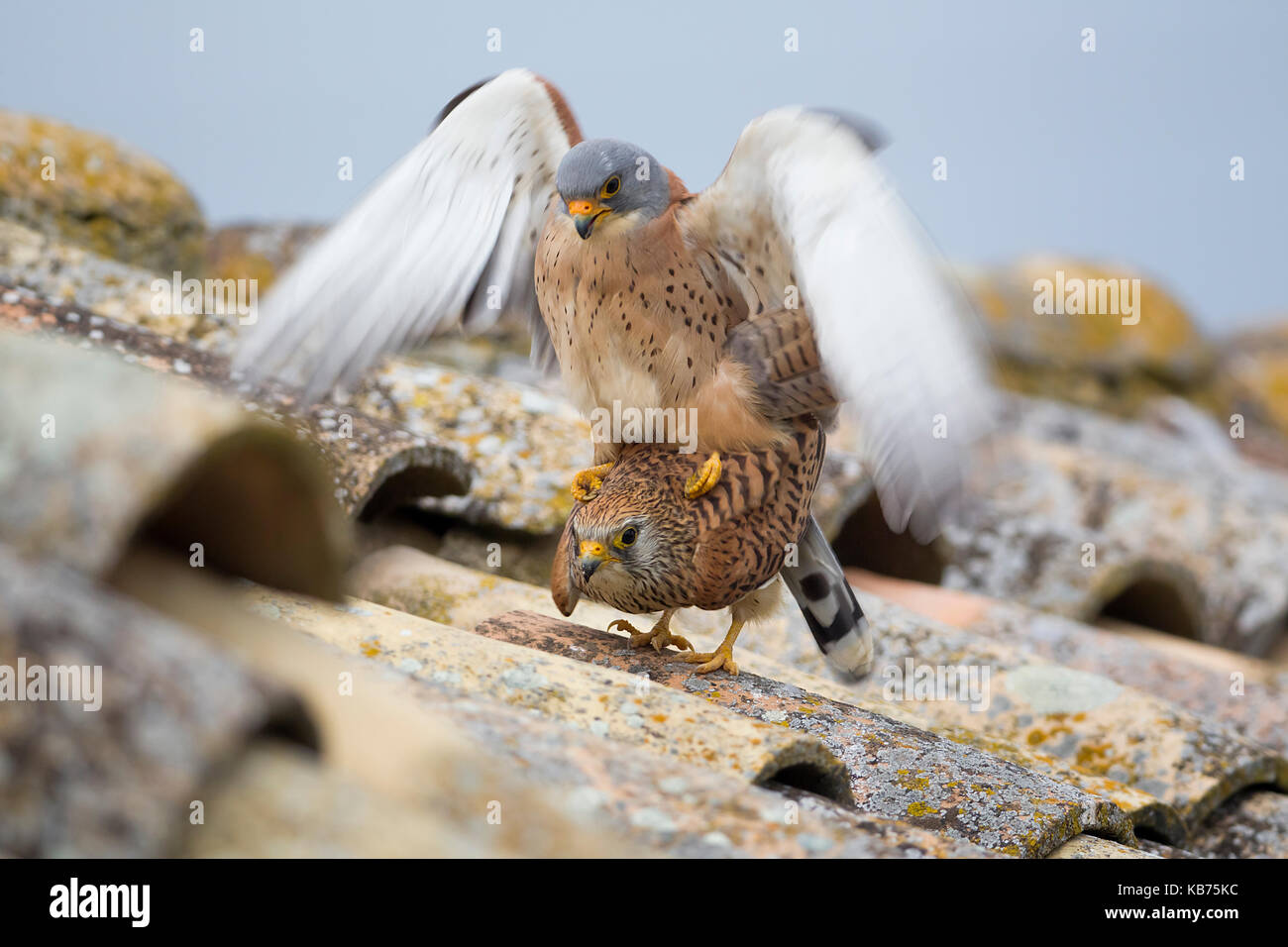 Lesser Kestrel (Falco naumanni) mating on a roof, Spain, Extremadura ...