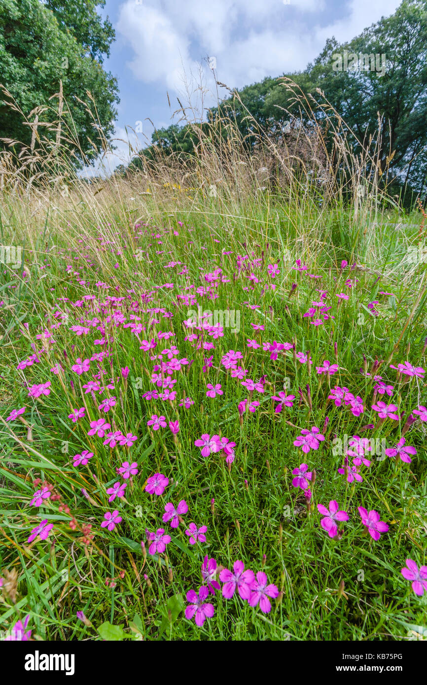 Maiden Pink (Dianthus deltoides) flowering in grassland, The ...