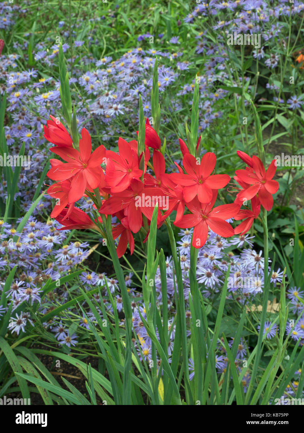Crimson flag lily 'Major' Schizostylis coccinea in autumn Norfolk Stock ...