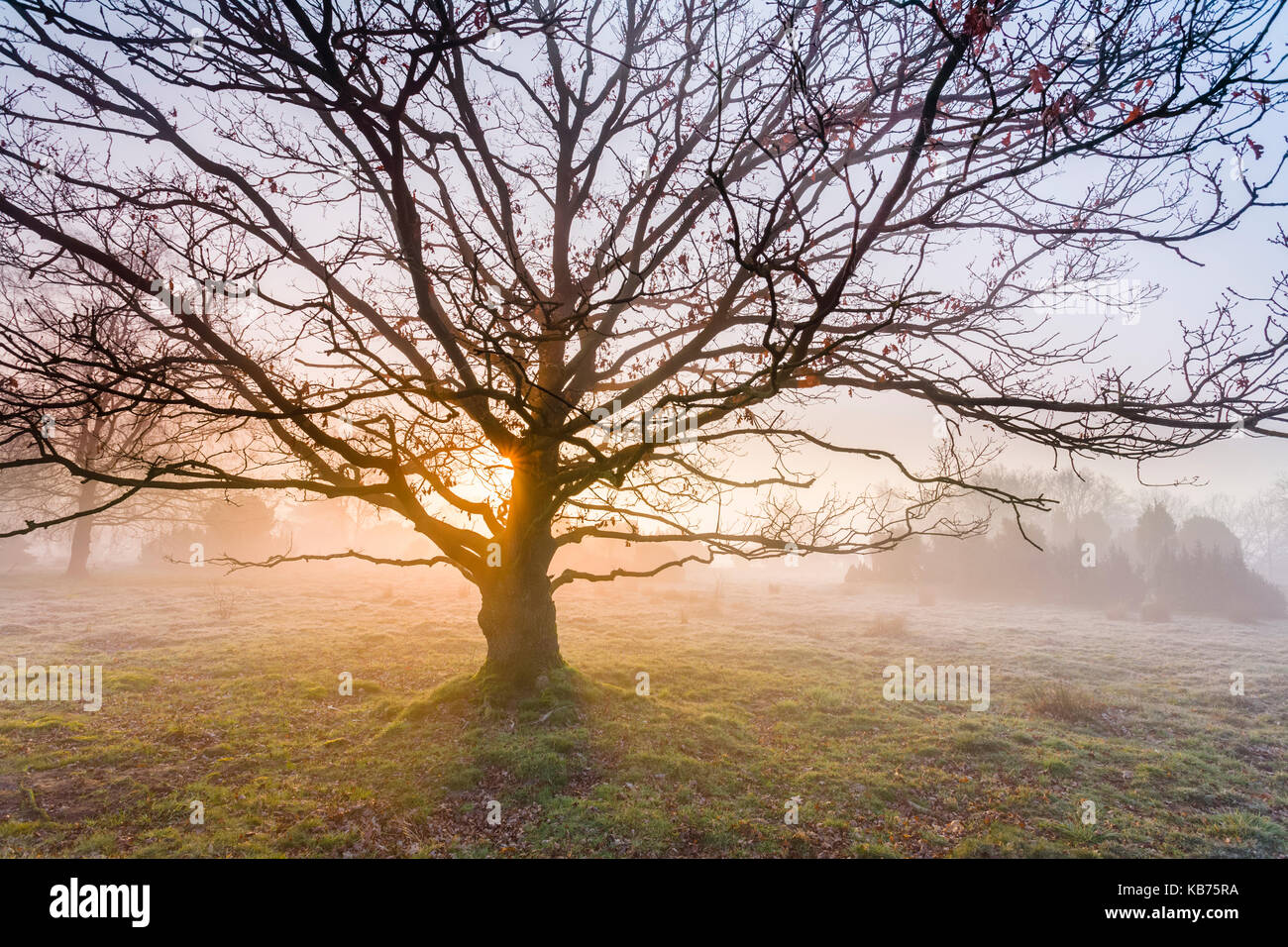 Silhouette of English Oak (Quercus robur) against sun, The Netherlands ...