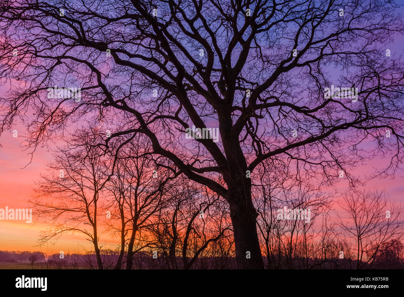 Silhouette of English Oak (Quercus robur) against colourful sky, The ...