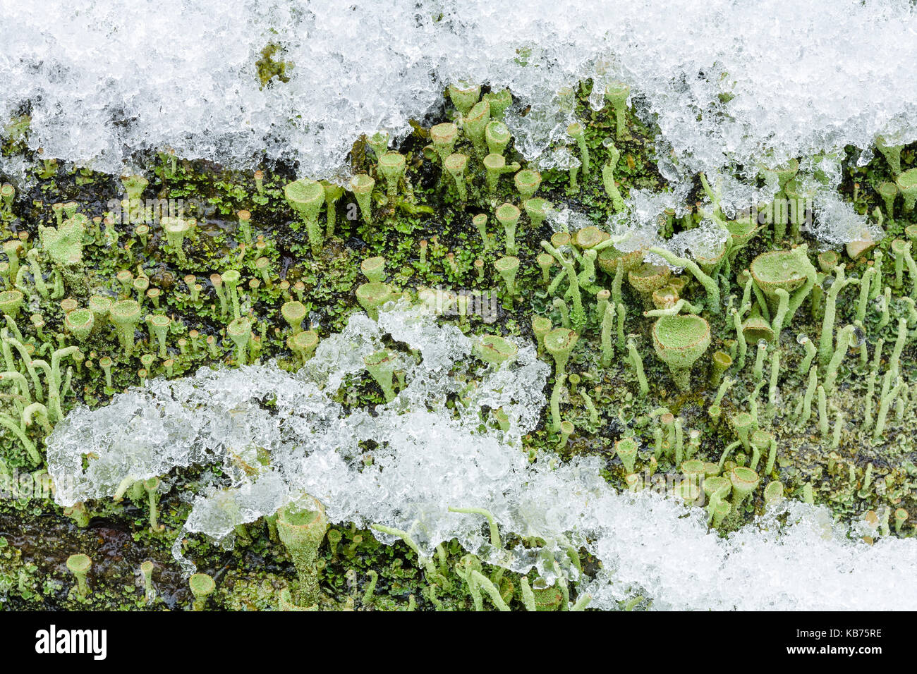 Trumpet Lichen (Cladonia fimbriata) close-up covered with snow, The ...