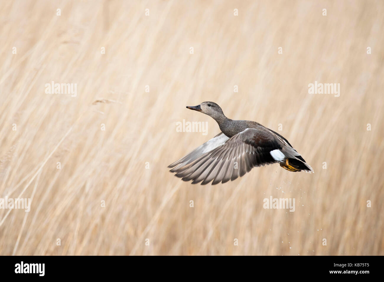 Gadwall (Anas strepera) male flying against a reed background, The ...
