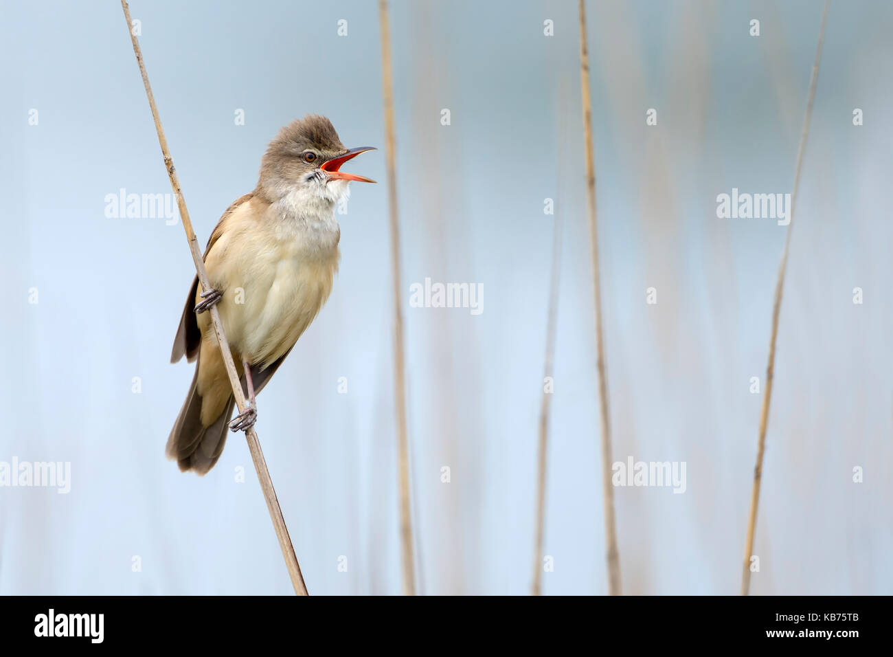 Great Reed Warbler (Acrocephalus arundinaceus) singing on a reedstem ...