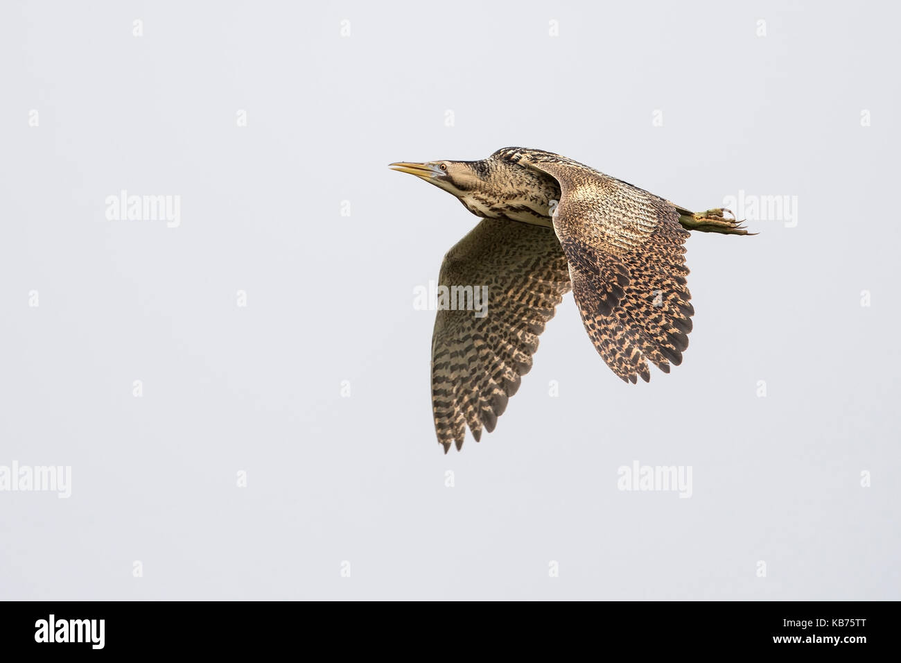 Great Bittern (Botaurus stellaris) in flight against a clear sky, The ...