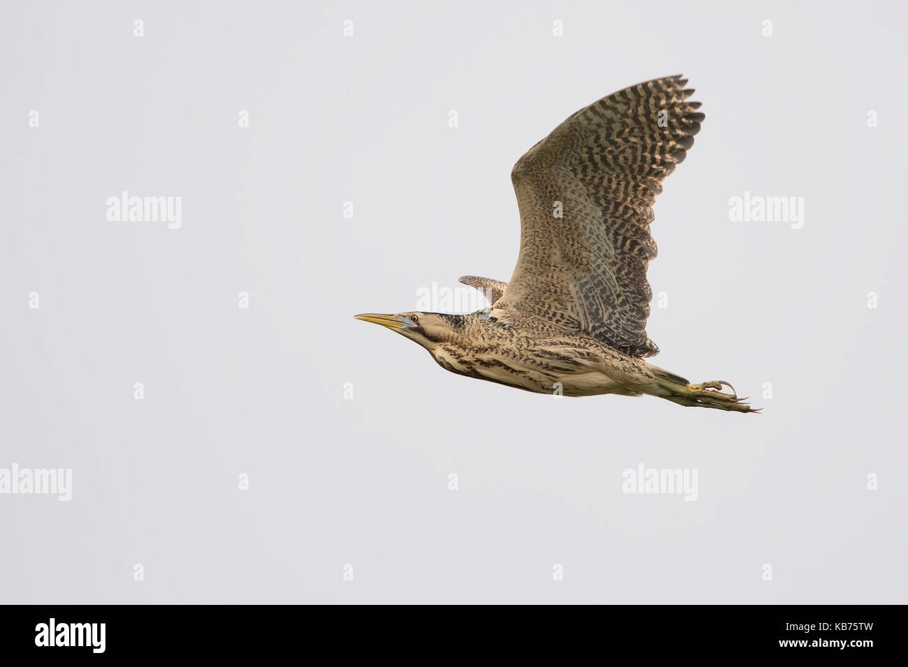 Great Bittern (Botaurus stellaris) in flight against a clear sky, the ...
