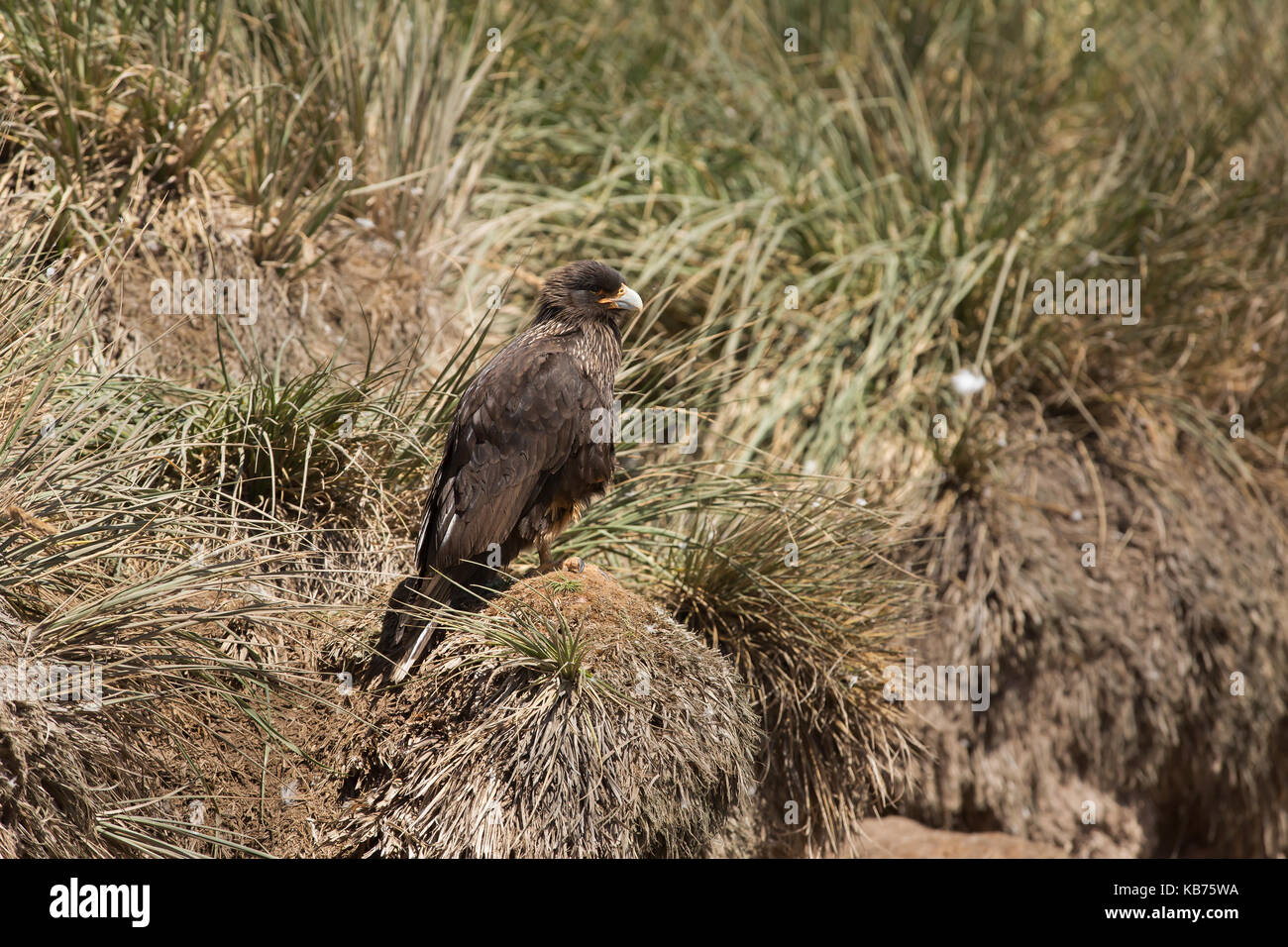Poa flabellata tussock grass hi-res stock photography and images - Alamy