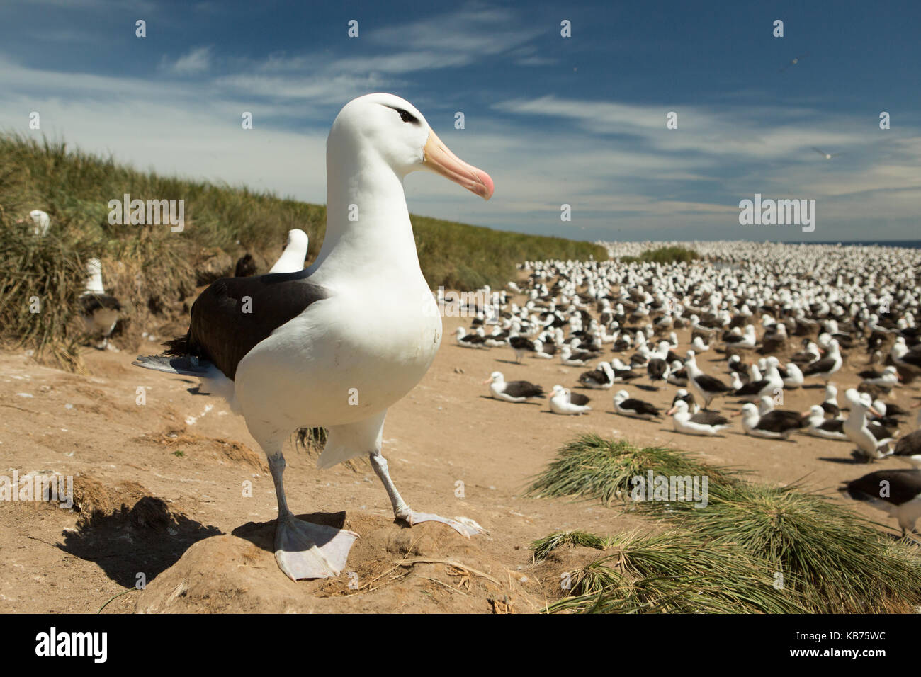 Albatross side profile hi-res stock photography and images - Alamy