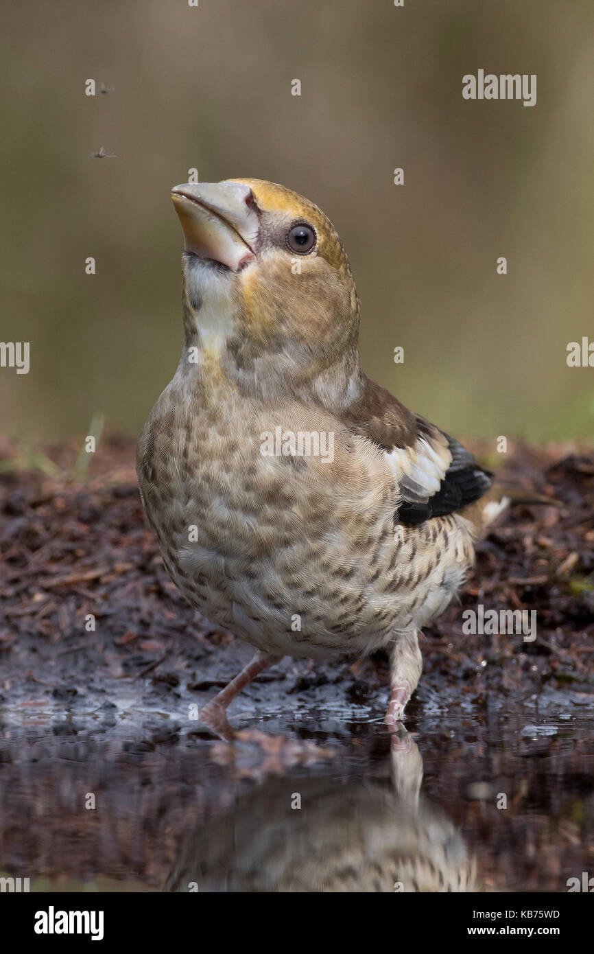Hawfinch (Coccothraustes coccothraustes) young looking at flies near ...