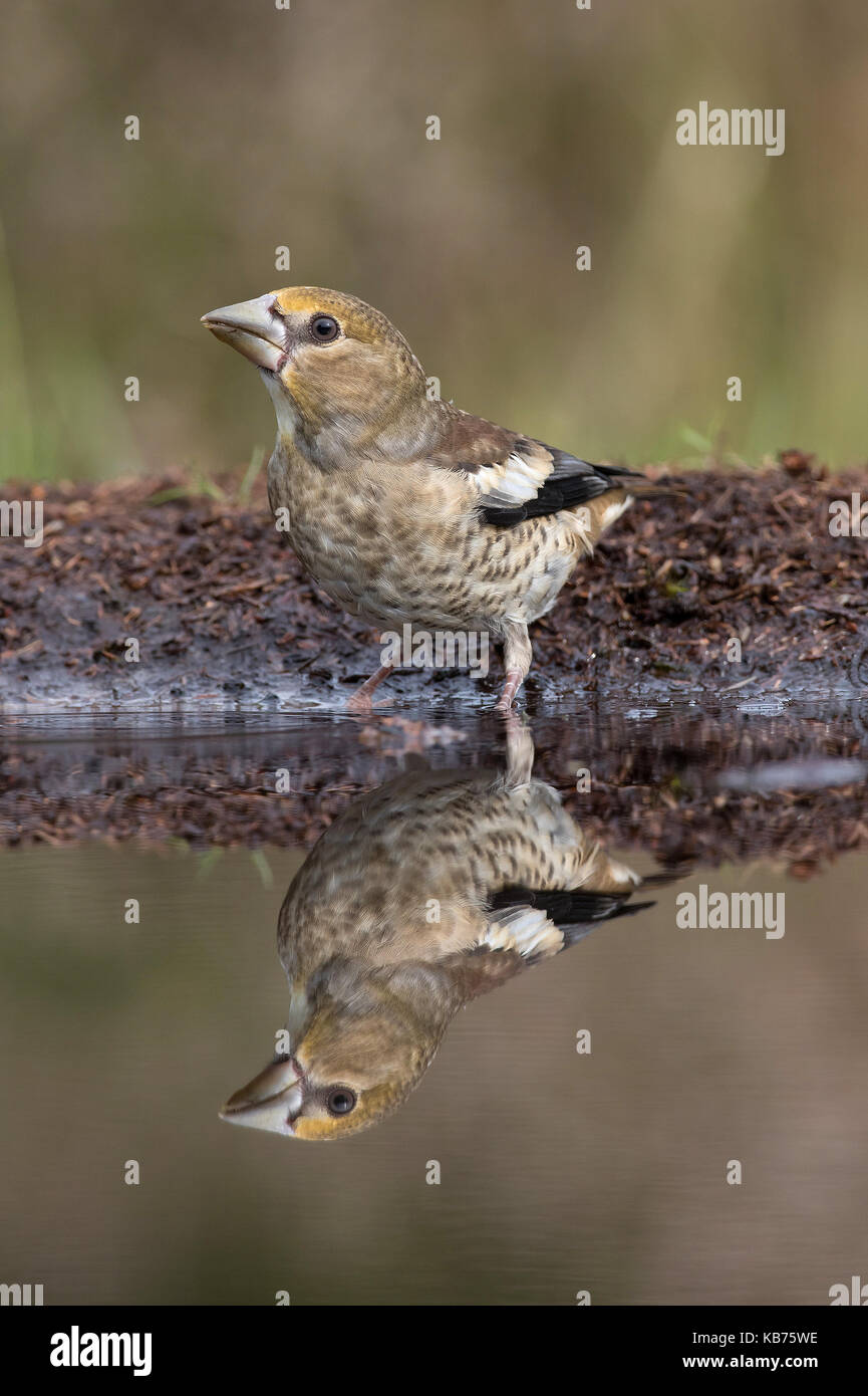 Hawfinch (Coccothraustes coccothraustes) young reflecting in the water ...
