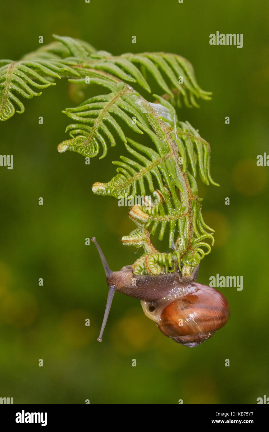 Snail and bracken hi-res stock photography and images - Alamy
