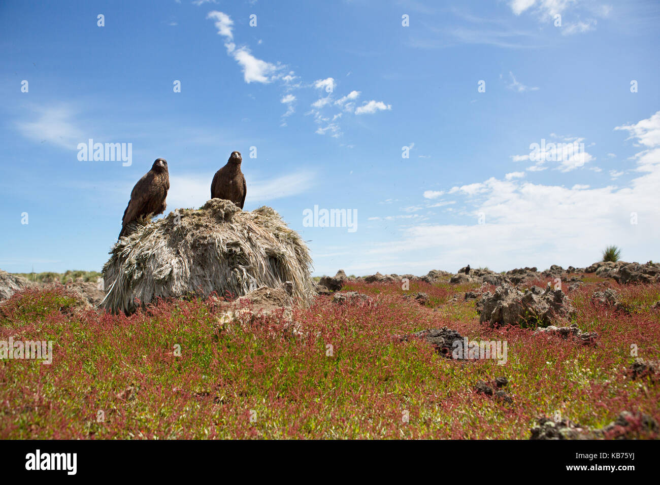 Two Striated Caracaras (phalcoboenus australis) resting on Tussock ...