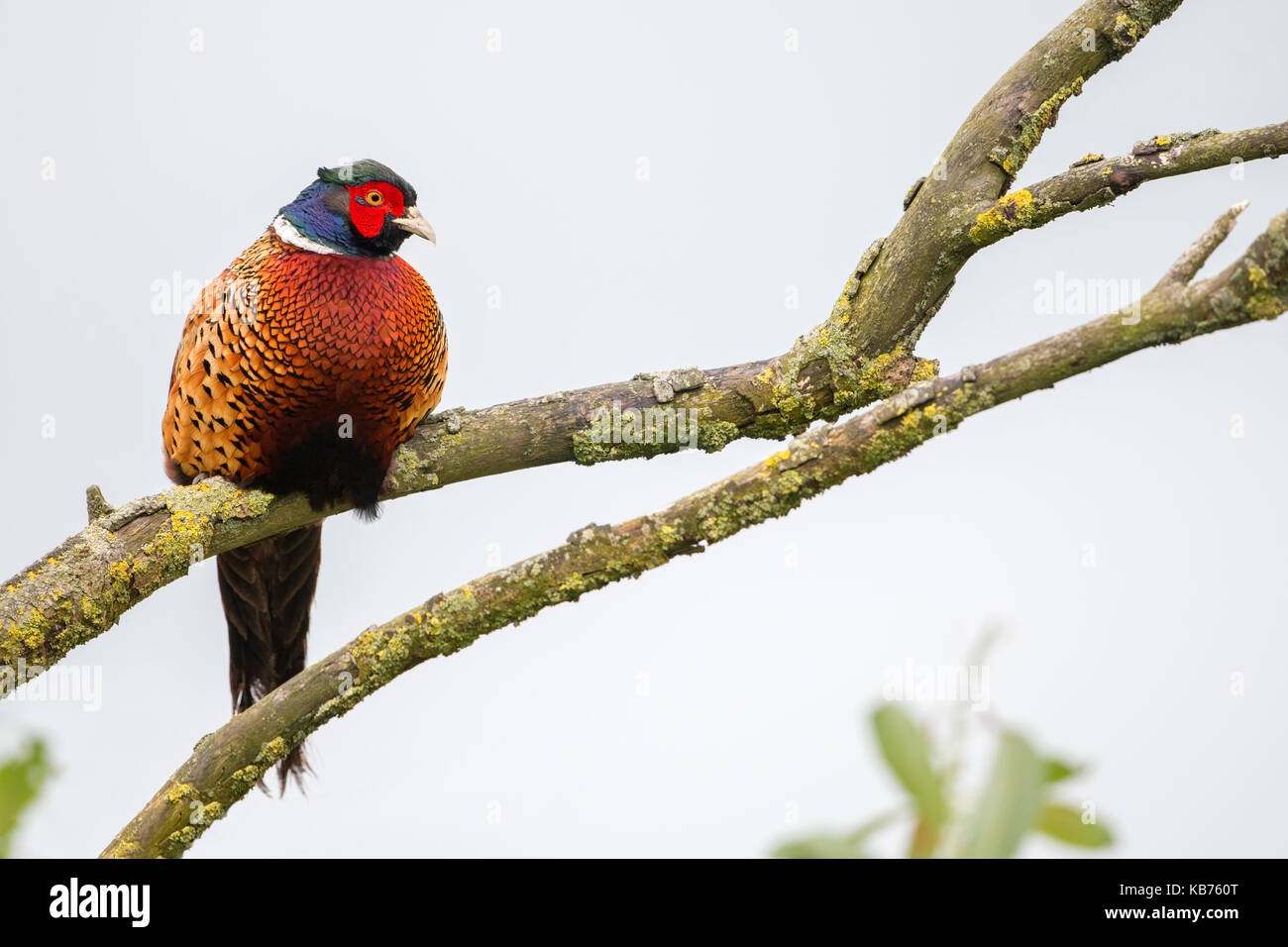 Common Pheasant (Phasianus colchicus) adult male in a tree, the ...
