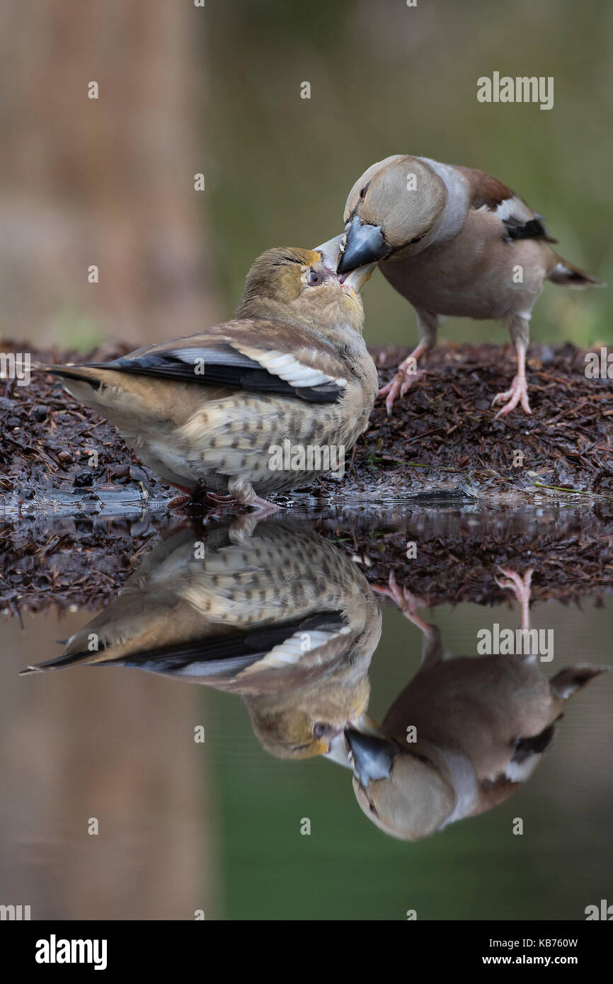 Hawfinch (Coccothraustes coccothraustes) female feeding young ...
