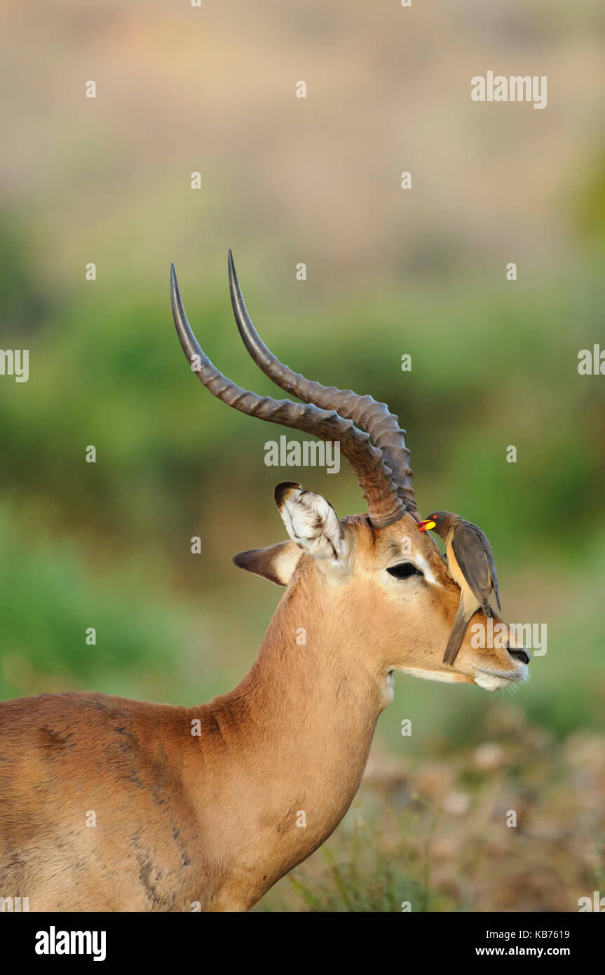 Yellow-billed Oxpecker (Buphagus africanus) feeding on parasites of the ...