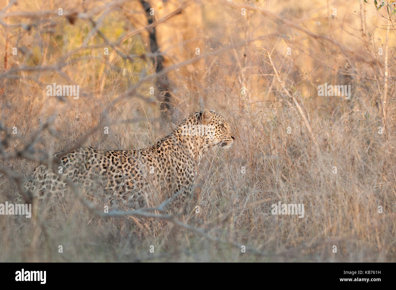 Leopard (Panthera pardus) standing alert in high, dry grass in early ...