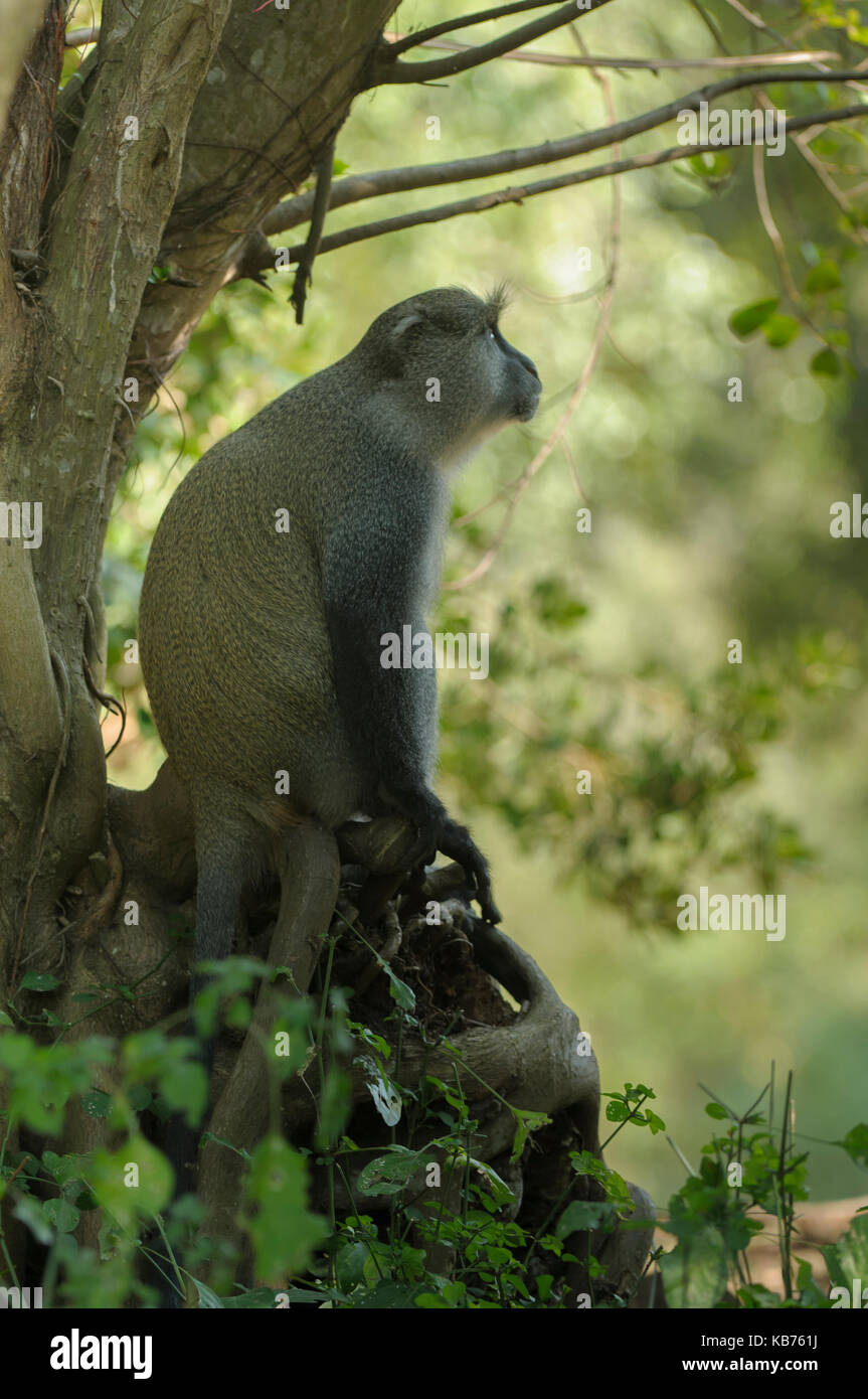 Sitting on one root hi-res stock photography and images - Alamy