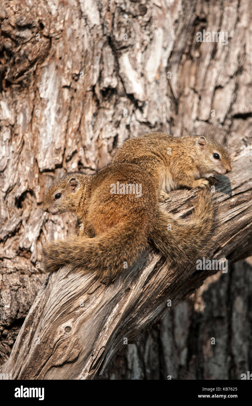 Smith's Bush Squirrel (Paraxerus cepapi) pair on a branch, South Africa ...
