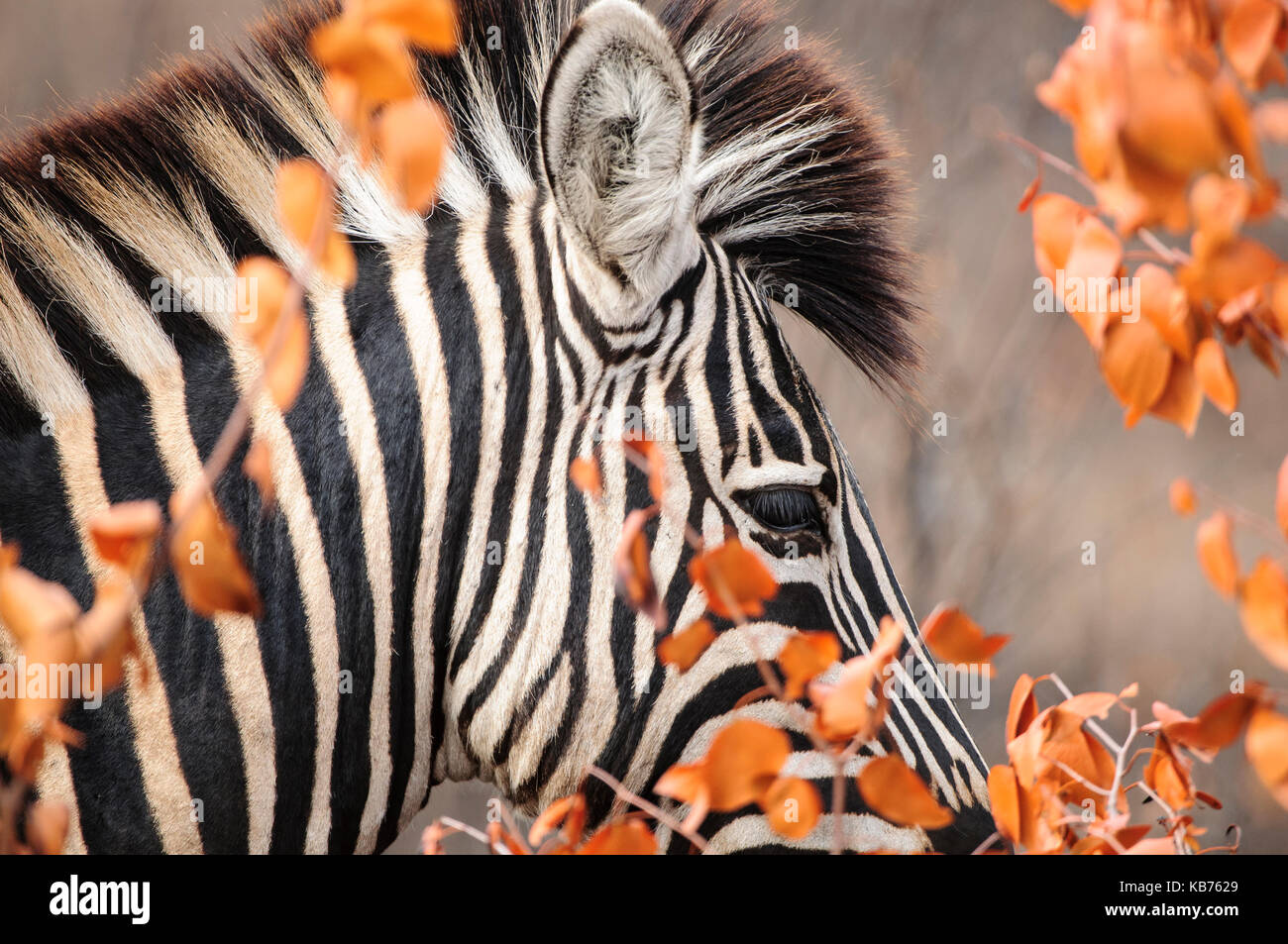 Plains Zebra (Equus quagga) portrait behind dry Mopane leaves ...