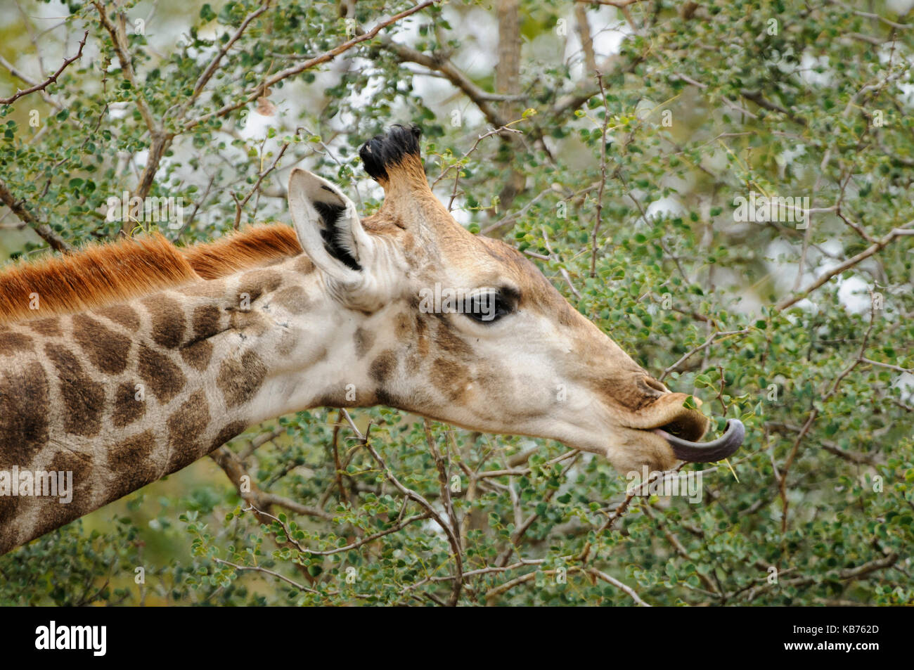 Giraffe (Giraffa camelopardalis) feeding on thorny Acacia (Acacieae ...