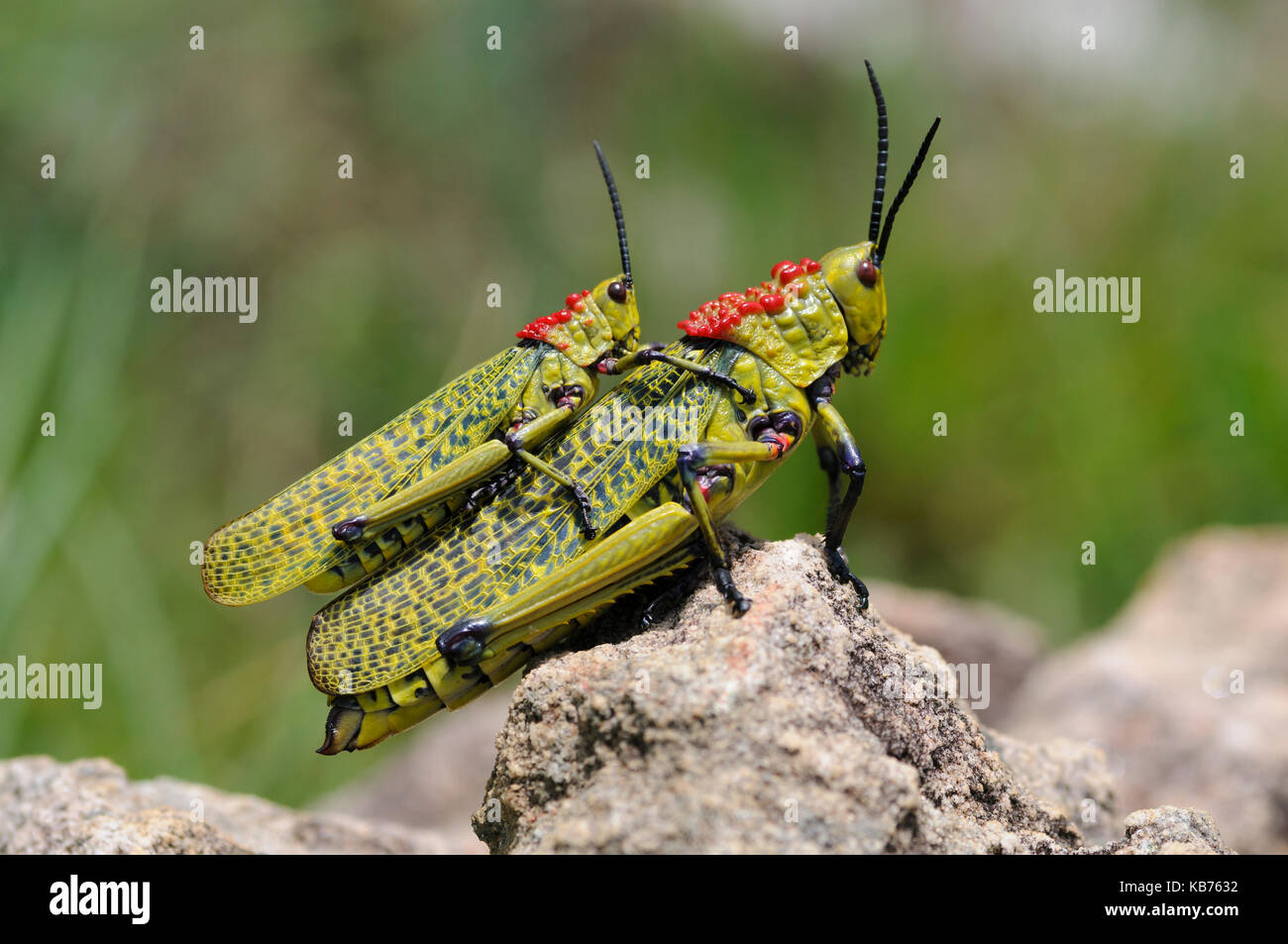 Green Milkweed Locust (Phymateus viridipes) copulating, South Africa ...