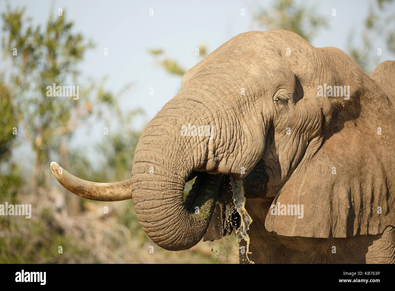 Bull profile hi-res stock photography and images - Alamy