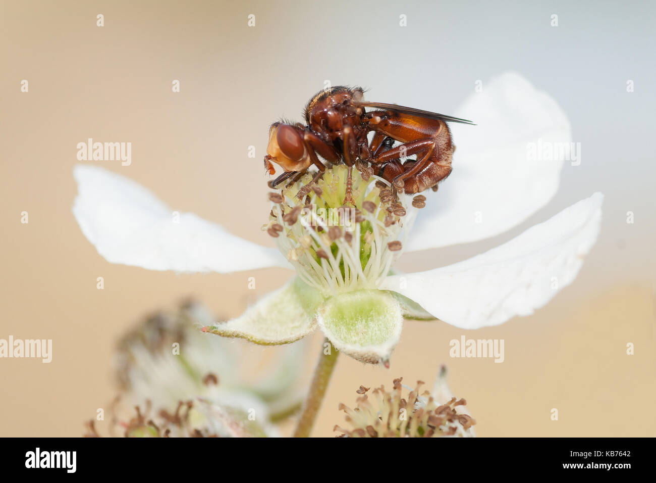 Thick Flower High Resolution Stock Photography and Images - Alamy