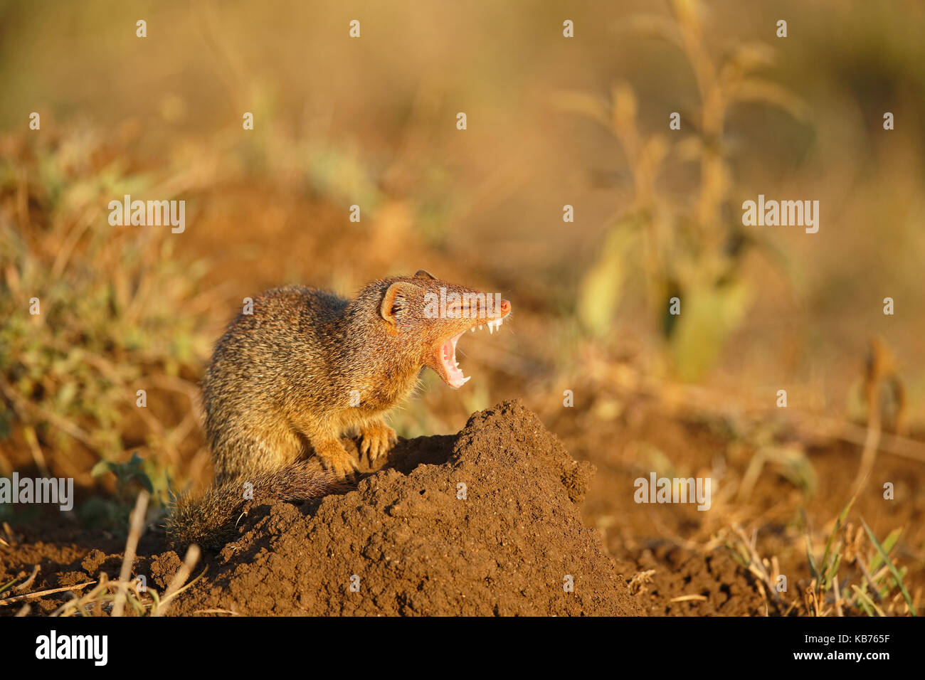 Slender Mongoose (Galerella sanguine) adult yawning, South Africa ...