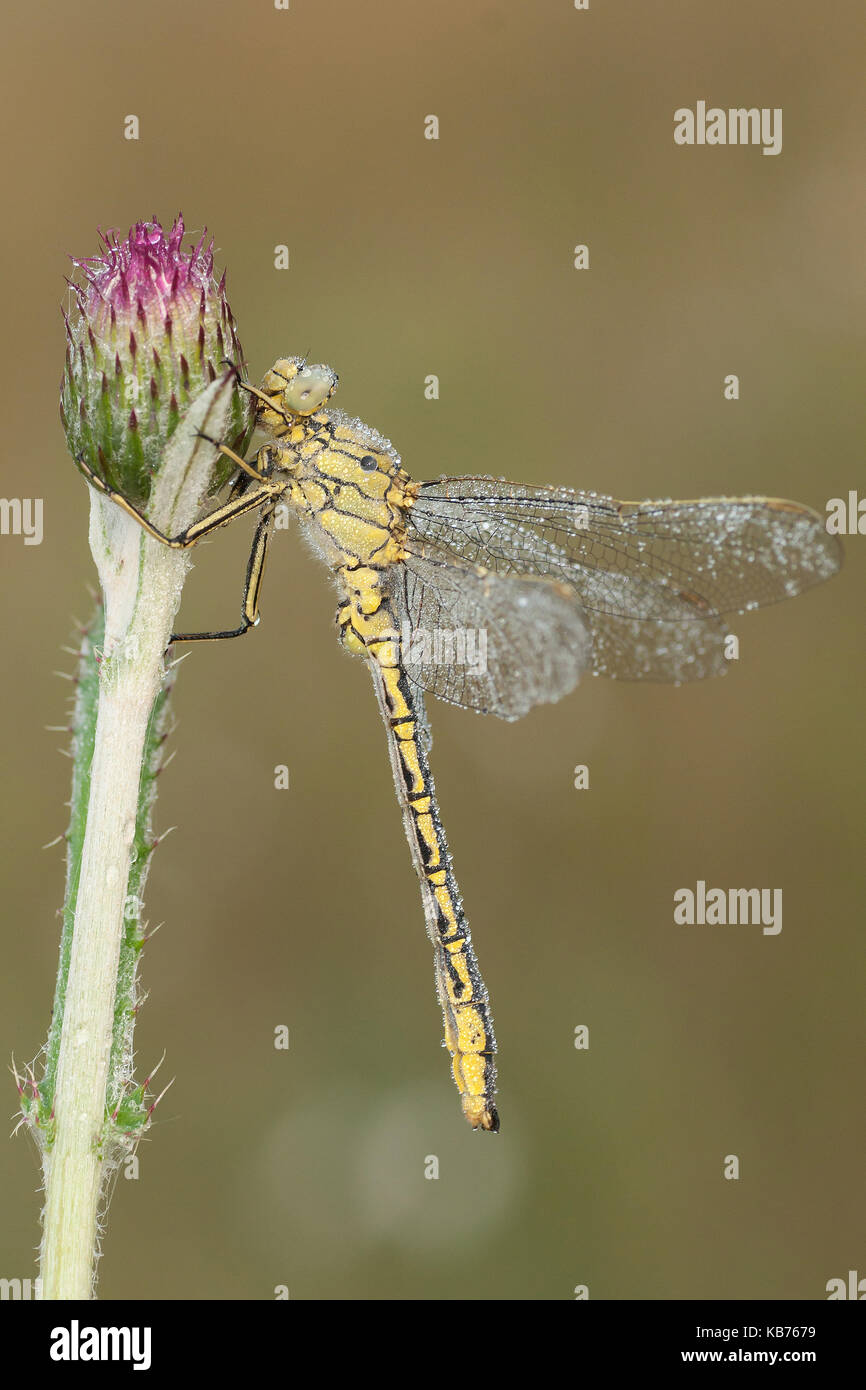 Western Clubtail (Gomphus pulchellus) resting on Marsh thistle (Cirsium ...