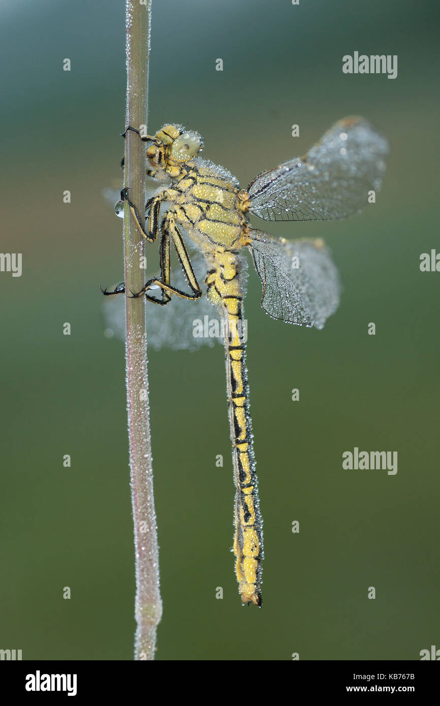 Western Clubtail (Gomphus pulchellus) resting, the Netherlands ...