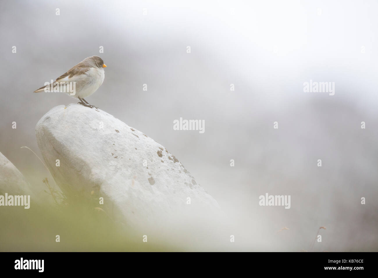 White-winged Snowfinch (Montifringilla nivalis) on a rock, France ...