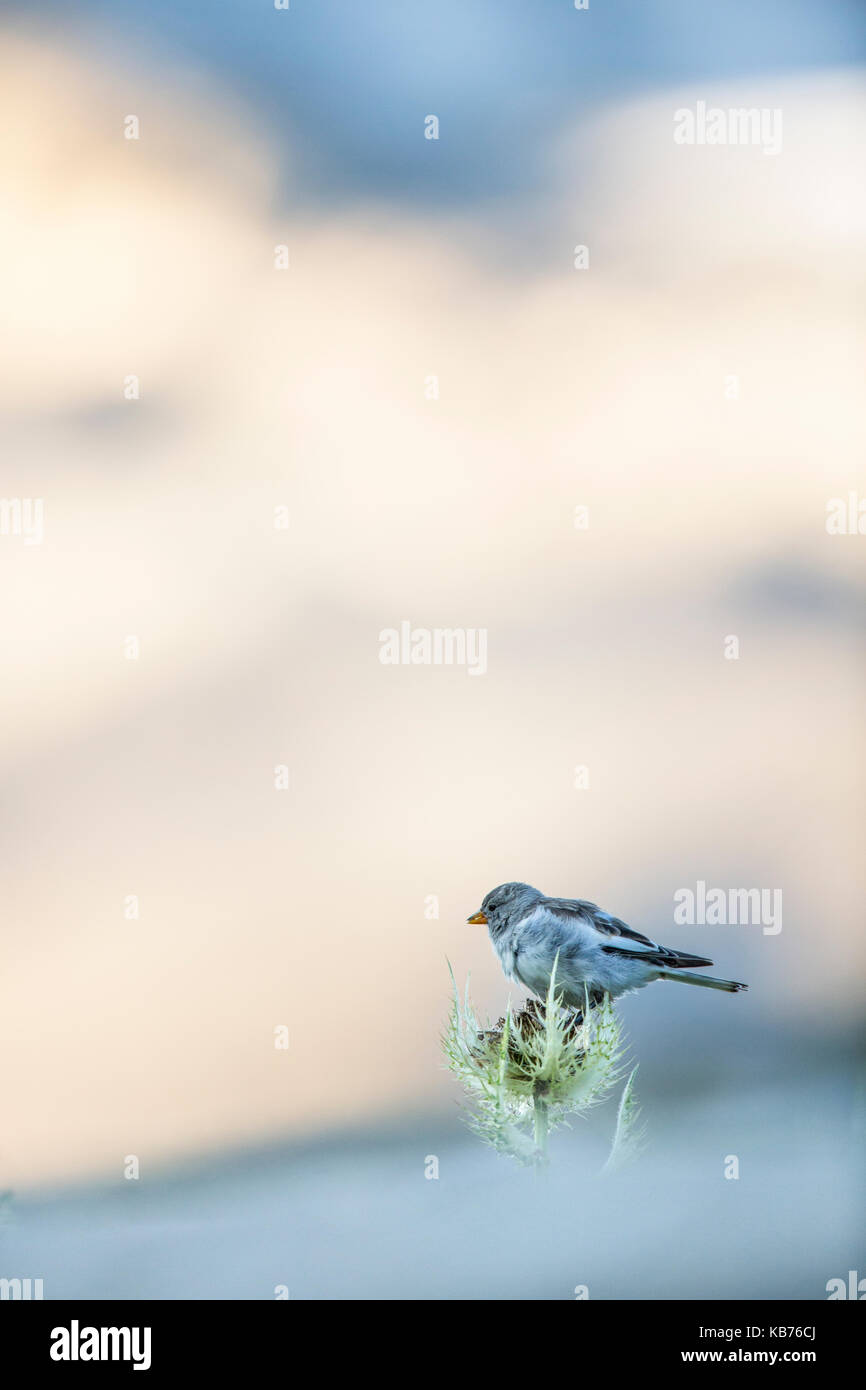 White-winged Snowfinch (Montifringilla nivalis) adult in french alps ...