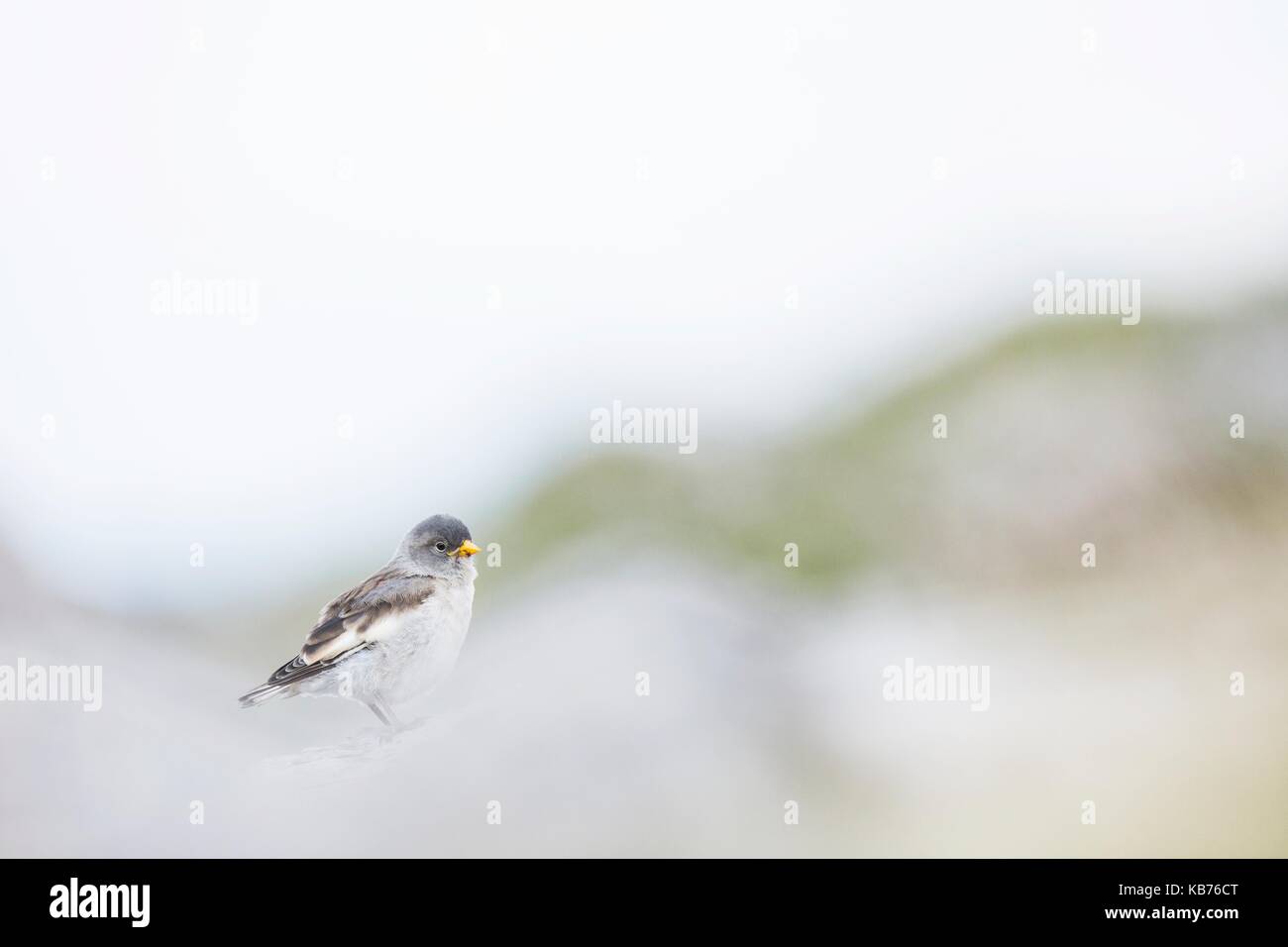 White-winged Snowfinch (Montifringilla nivalis) young sitting on a rock ...