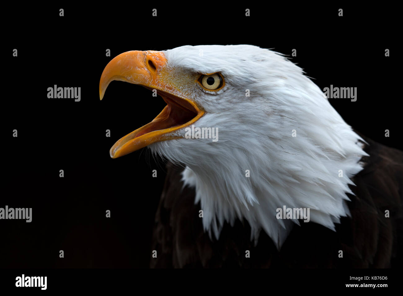 Screaming eagle hi-res stock photography and images - Alamy