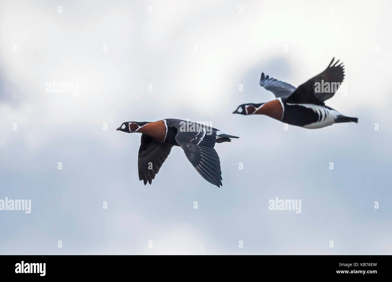 Red-breasted goose (Branta ruficollis) flying against cloudy sky, The ...