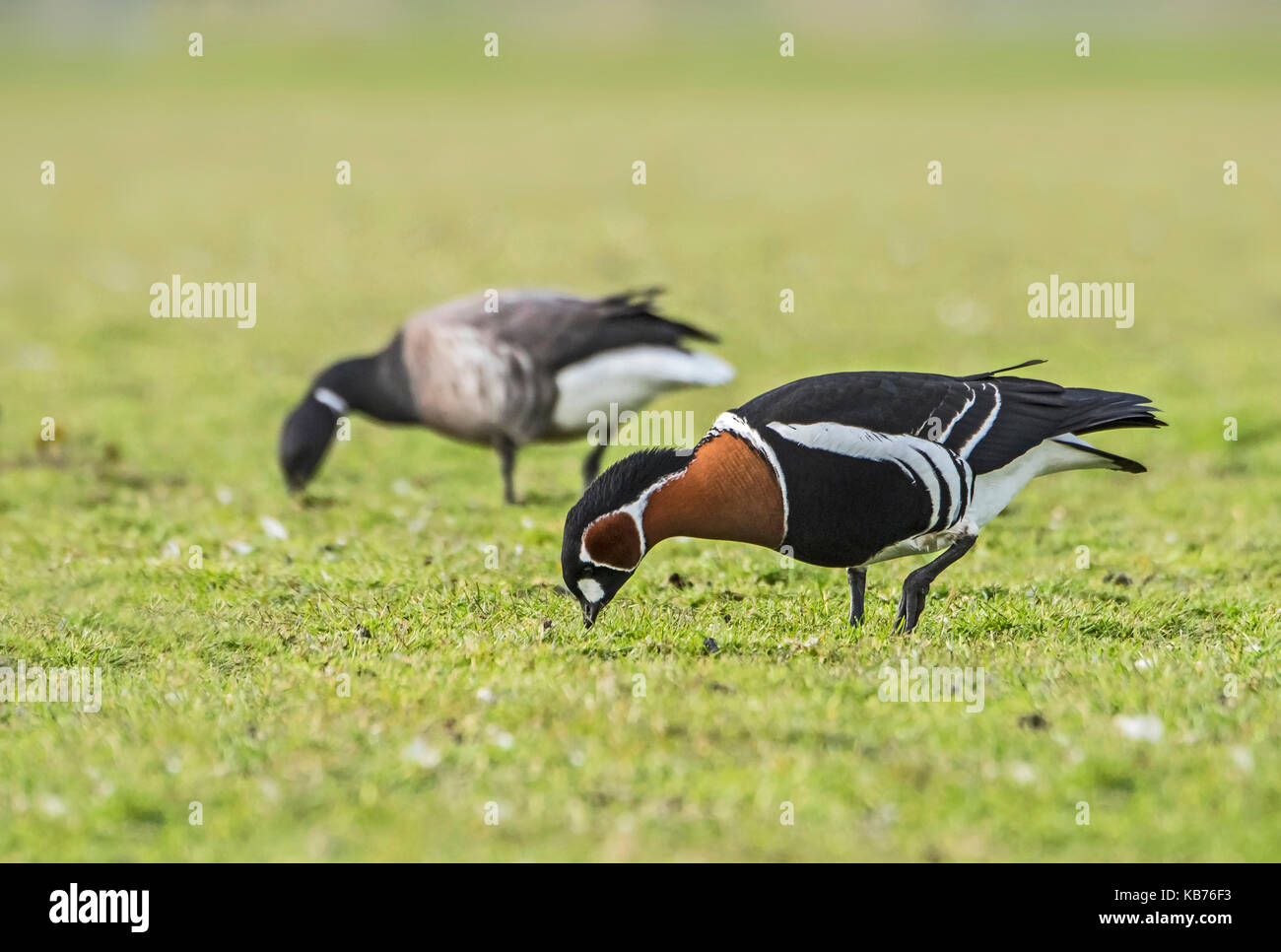 Red-breasted Goose (Branta ruficollis) and Brent Goose (Branta bernicla ...