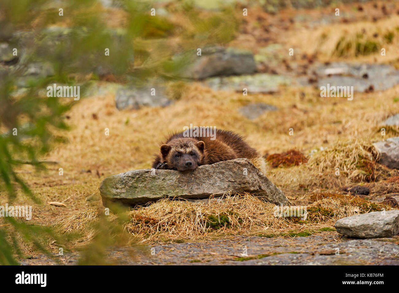 Adult wolverine gulo gulo hi-res stock photography and images - Alamy