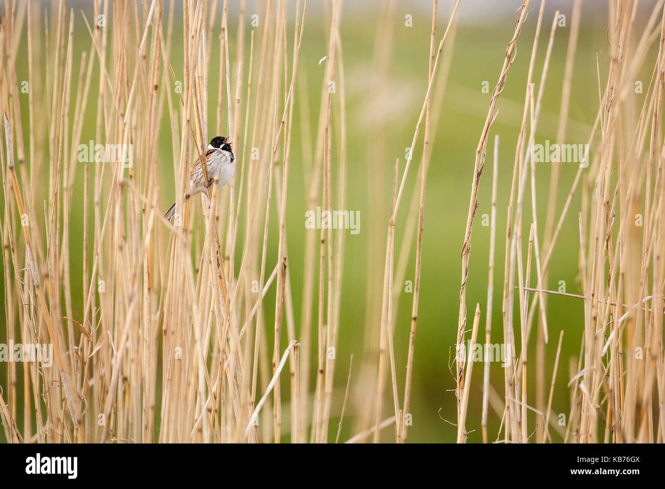 Common Reed Bunting (Emberiza schoeniclus) singing on a reed stem, The ...