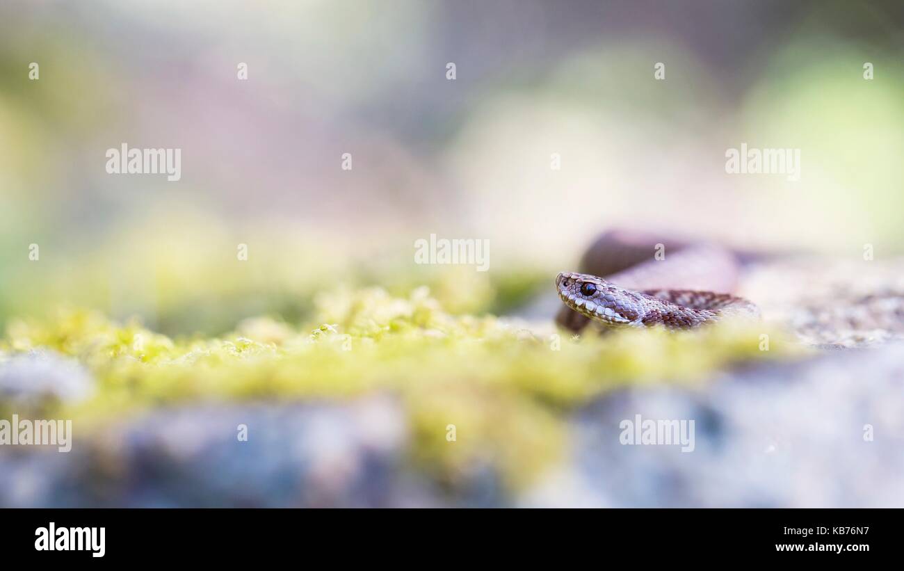 Young adder hi-res stock photography and images - Alamy