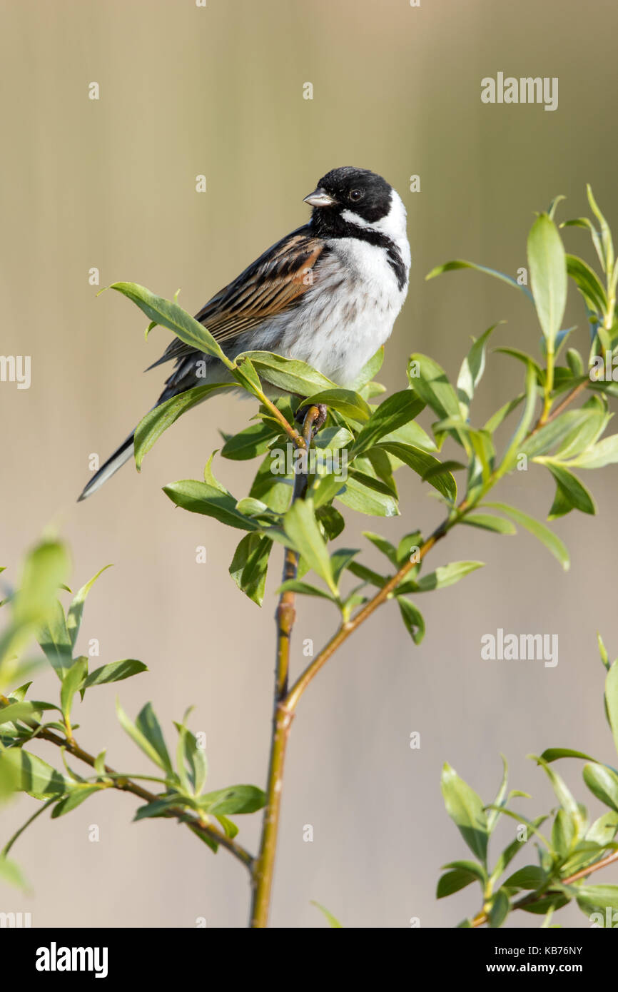 Bunting And Tree High Resolution Stock Photography and Images - Alamy