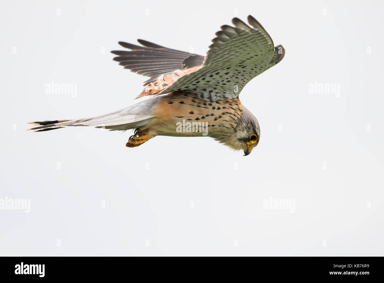 Common Kestrel (Falco tinnunculus) hovering in the air, The Netherlands ...